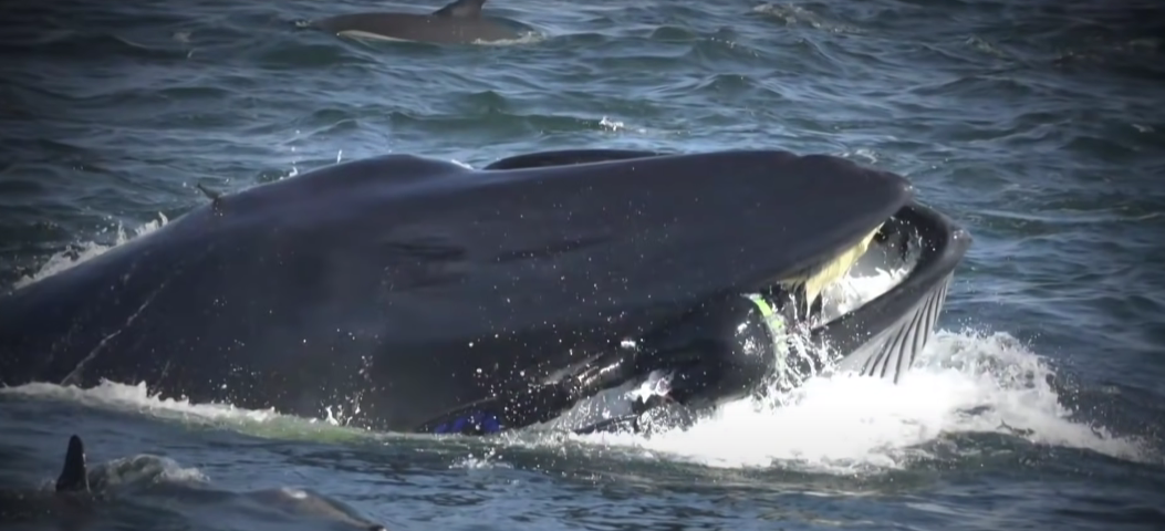 Jedno od strašnijih svjedočanstava! Čovjeka je progutao kit i sada je ...