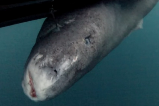 Spremite se za pravi šok: Znate li koja životinja ima najduži životni ...