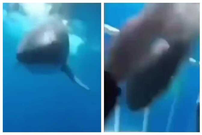 Tip je preživio stravičan napad morskog psa: Skrivao se u kavezu, ali zamalo mu ni to nije ništa ...