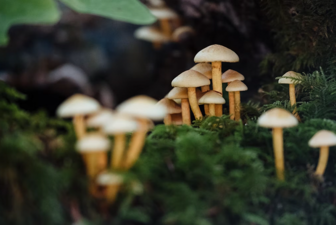 Znate li da gljive imaju skrivena svojstva? Pogledajte što se sve ...