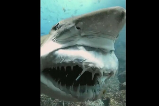 Ovakvog monstruma niste vidjeli ni u filmovima: Jedna stvar kod njega ...