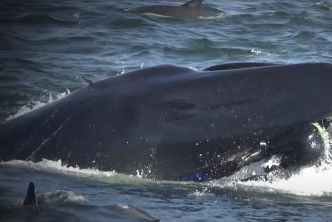 Jedno od strašnijih svjedočanstava! Čovjeka je progutao kit i sada je ...